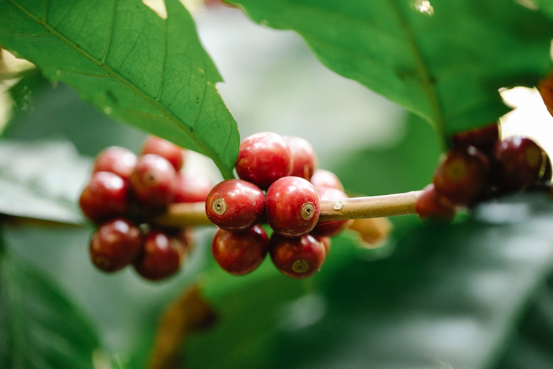 What Is a Coffee Cherry? The Birth of Coffee